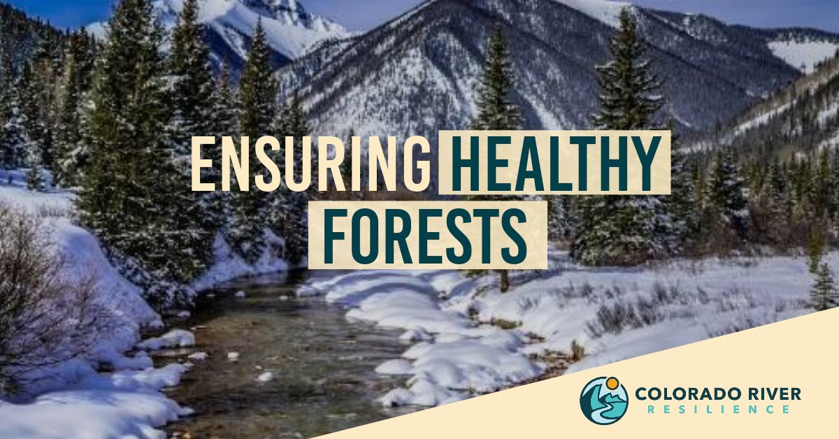 Ensuring Healthy Forests - Colorado River Resilience